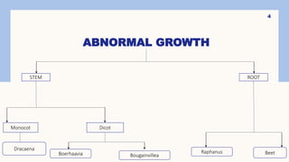 Anomalous secondary growth(Easy mind maps) | PDF
