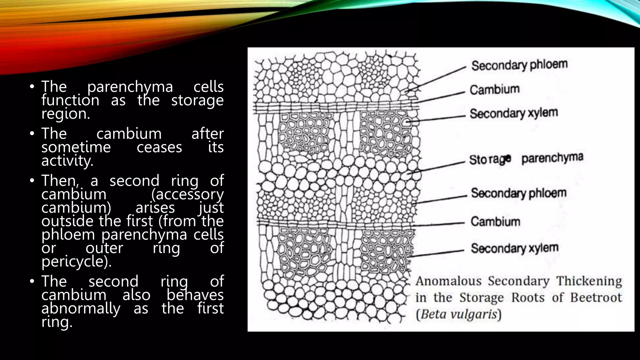ANOMALOUS Secondary thickening in storage roots - beetroot | PPTX