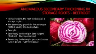 ANOMALOUS Secondary thickening in storage roots - beetroot | PPTX