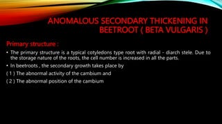 ANOMALOUS Secondary thickening in storage roots - beetroot | PPTX