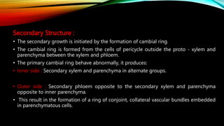 ANOMALOUS Secondary thickening in storage roots - beetroot | PPTX
