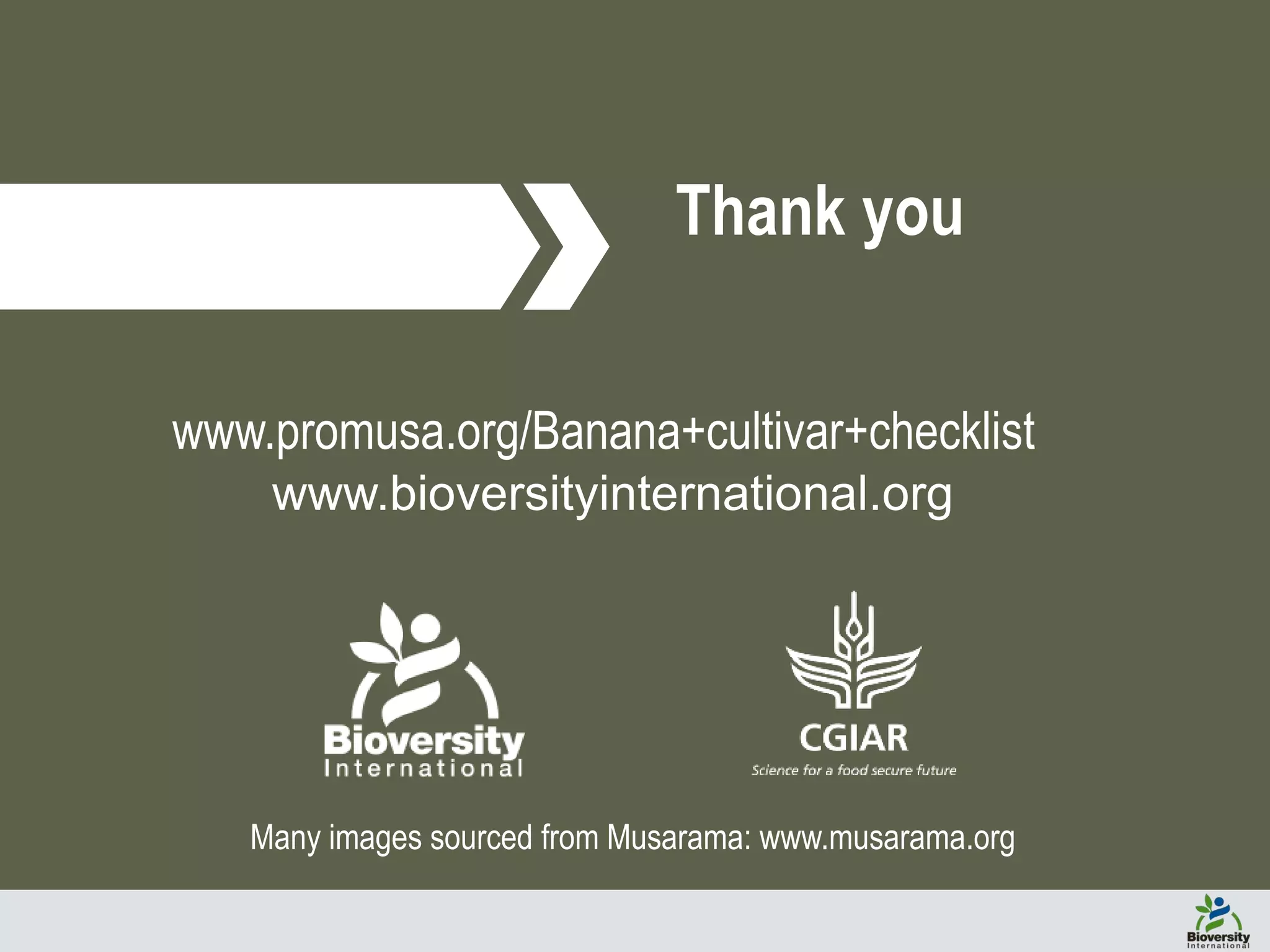 An online checklist of banana cultivars | PPTX