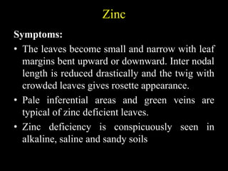 Deficiency diseases of mango | PPTX
