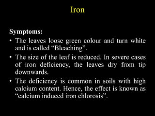 Deficiency diseases of mango | PPTX