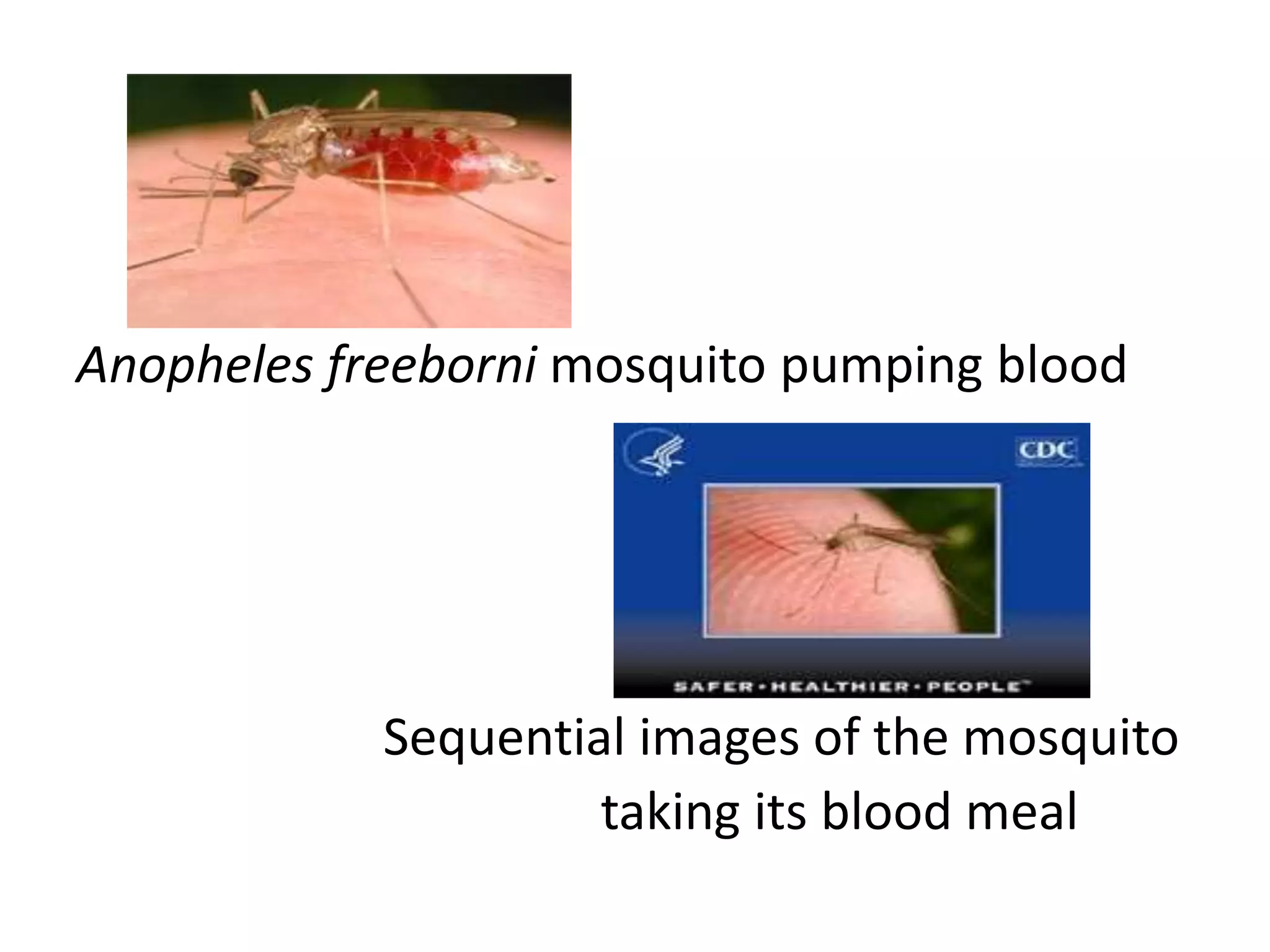 Anopheles | PPTX