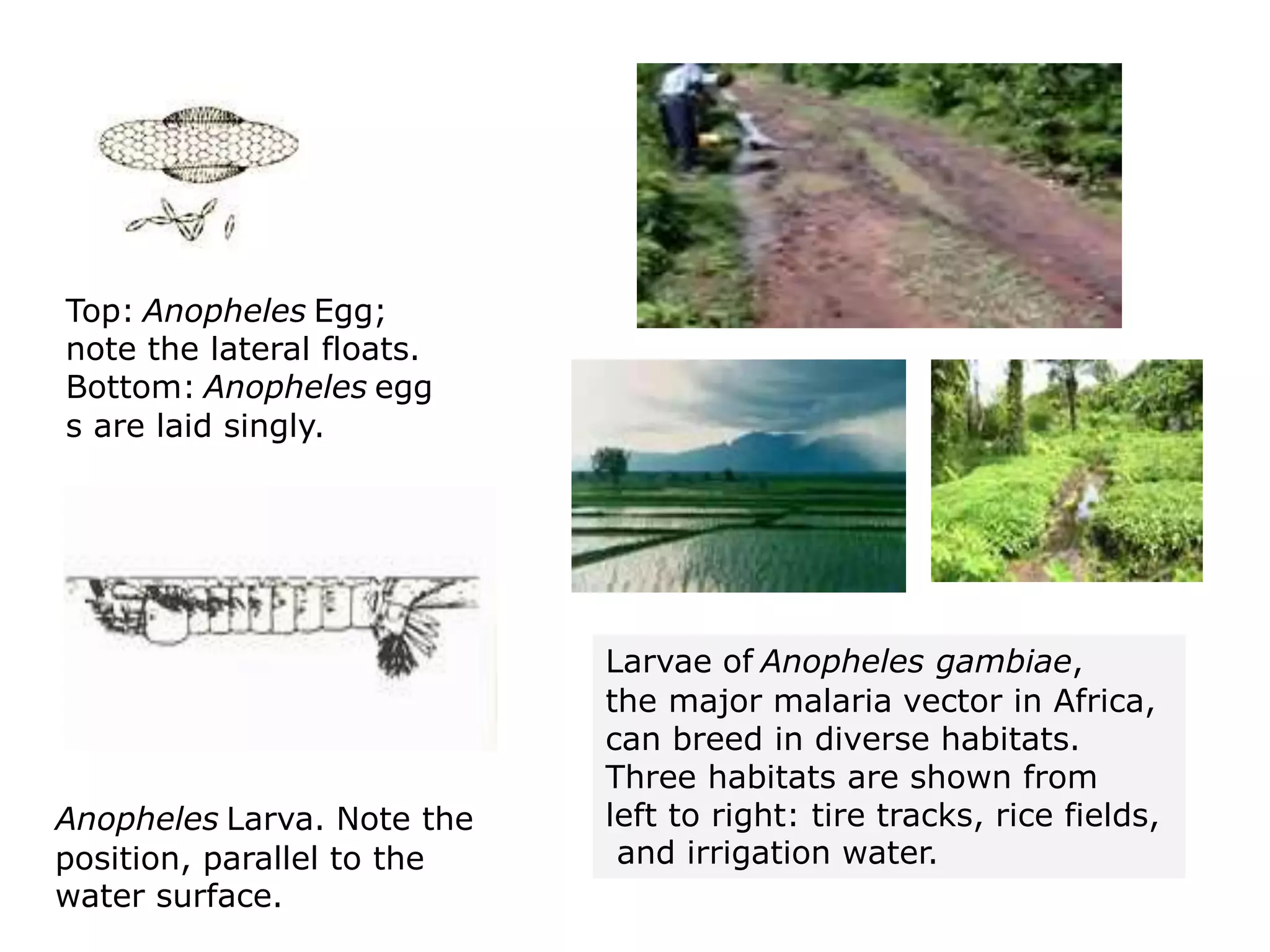 Anopheles | PPTX