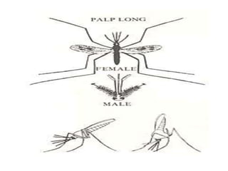 Anopheles | PPTX