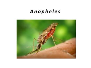 Anopheles