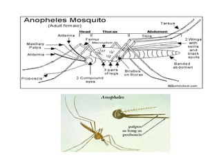 Anopheles Life Cycle