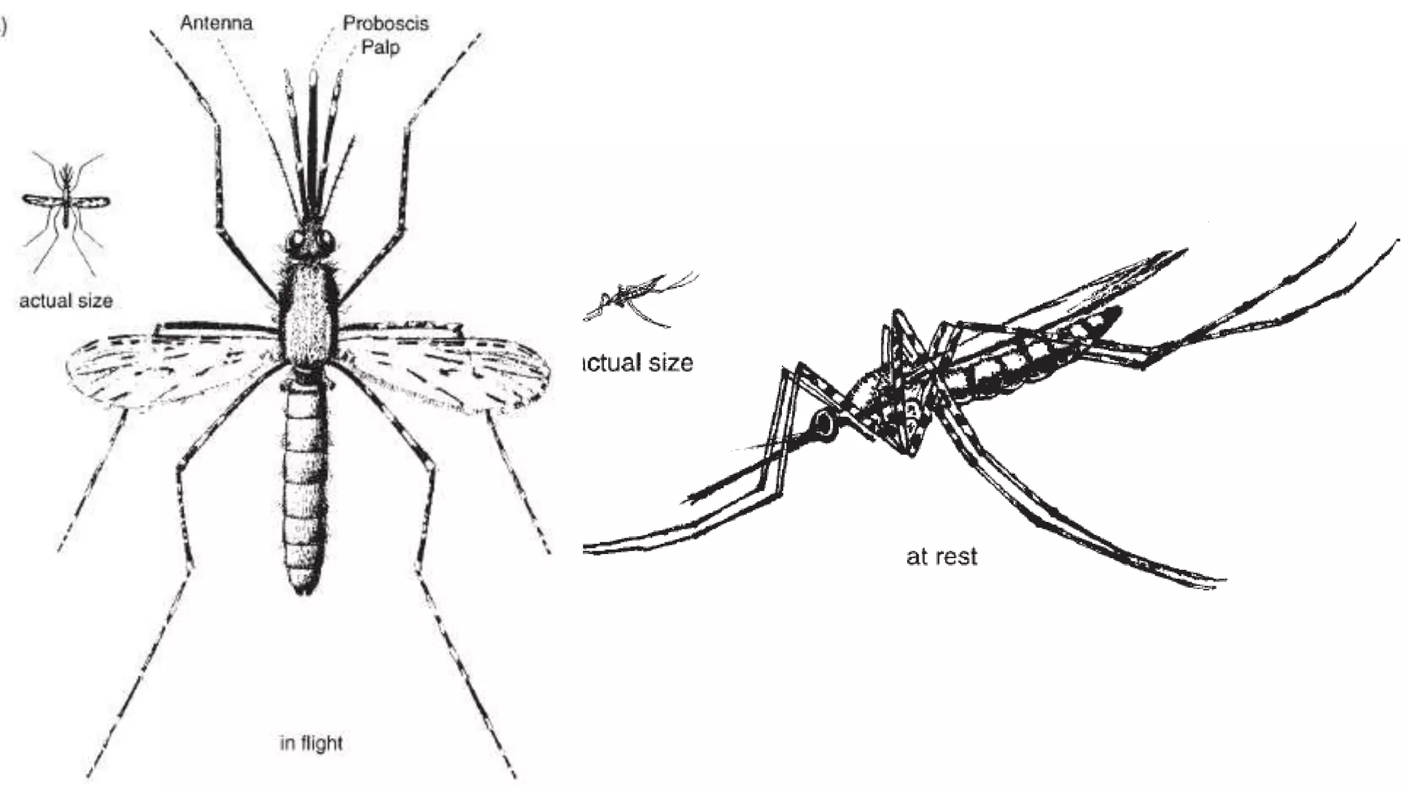 Anopheles mosquito | PPTX