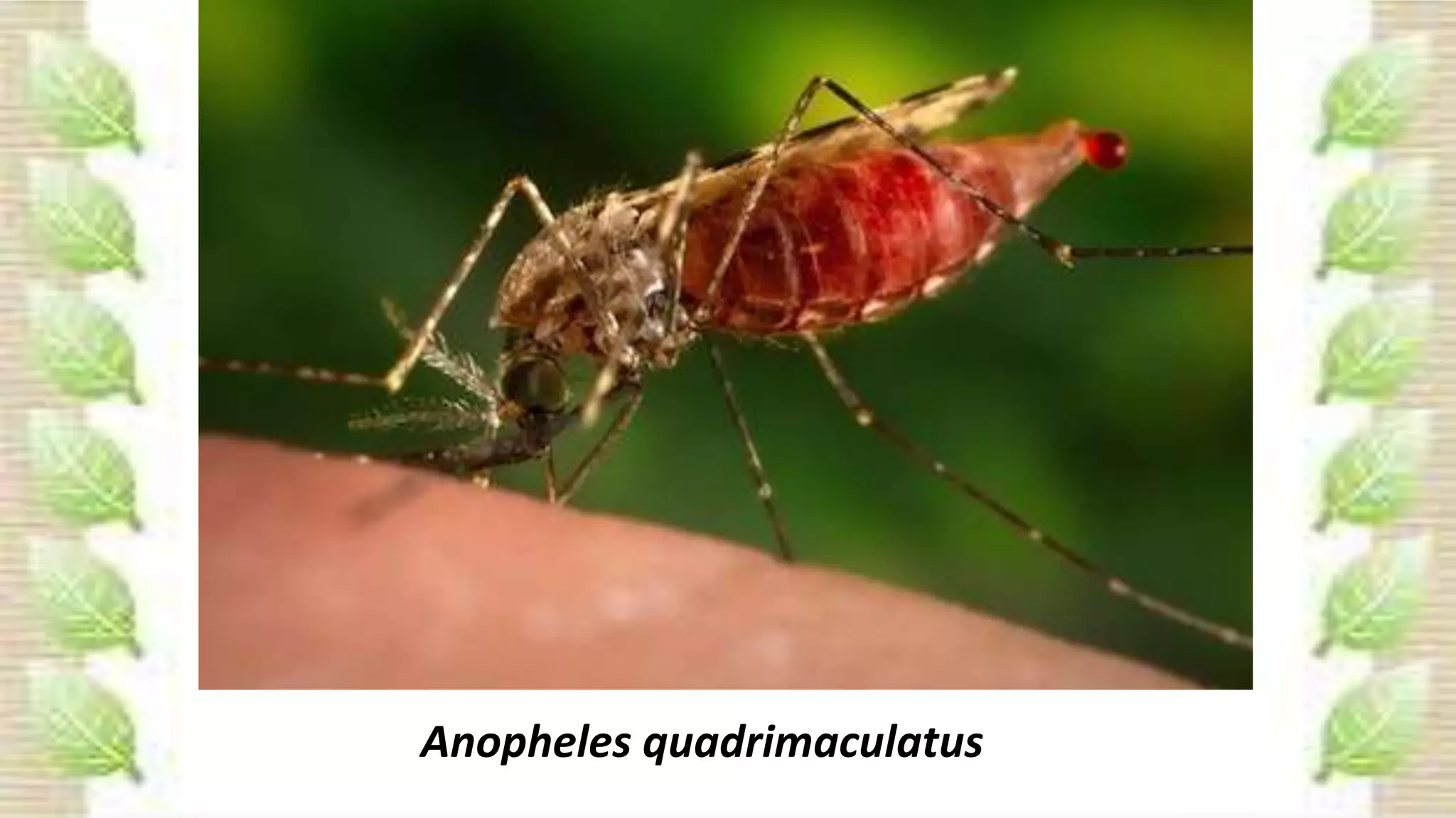 Anopheles mosquito | PPTX