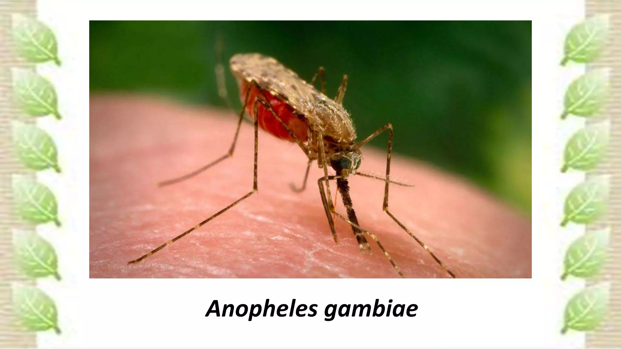 Anopheles mosquito | PPTX
