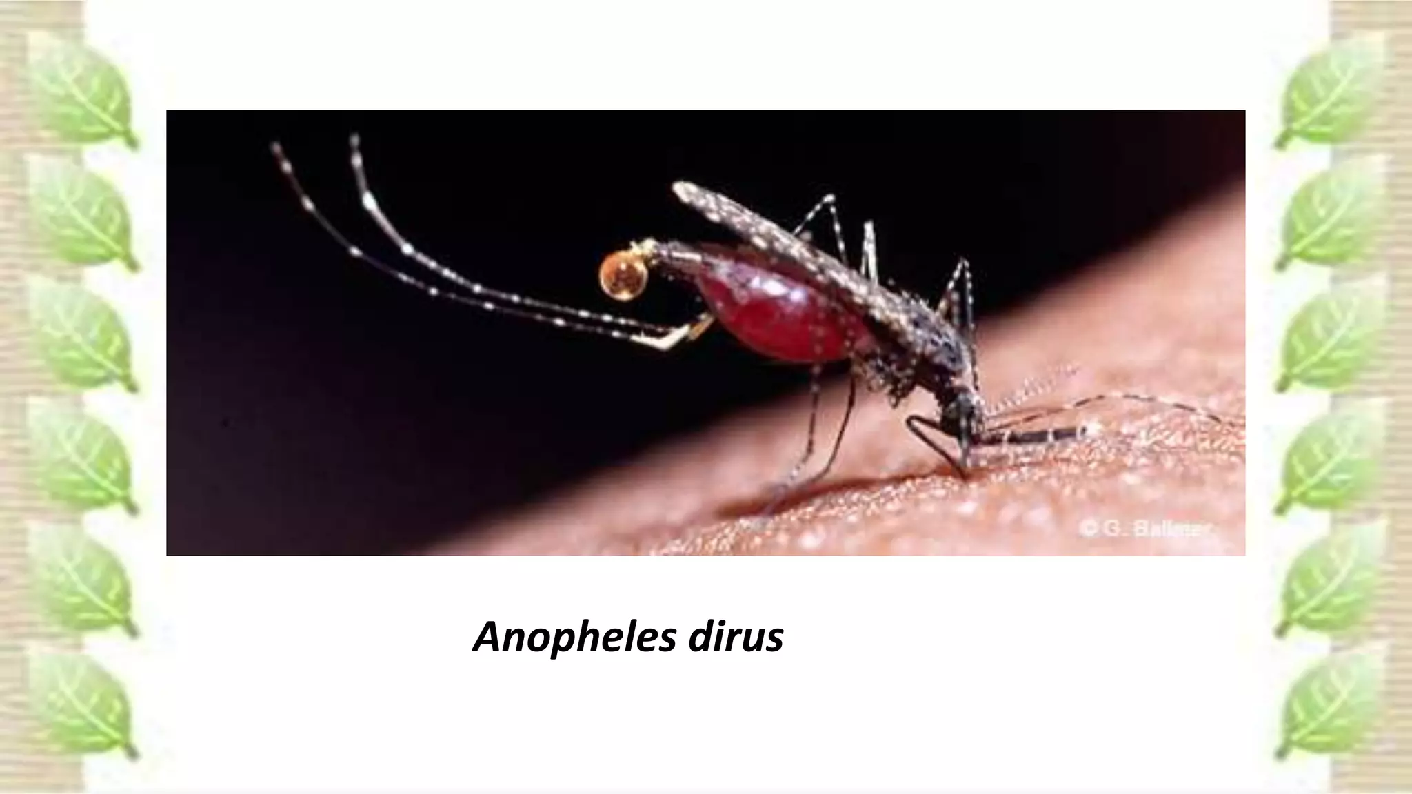 Anopheles mosquito | PPTX