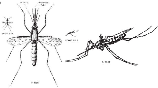 Anopheles Mosquito