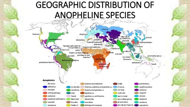 Anopheles mosquito