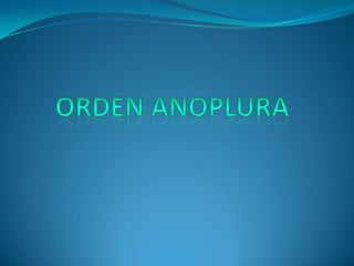 Anoplura | PPTX