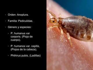 Anoplura | PPTX