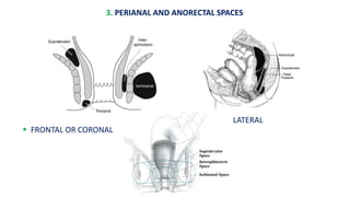 Anorectal abscess and fistula in ano | PPT