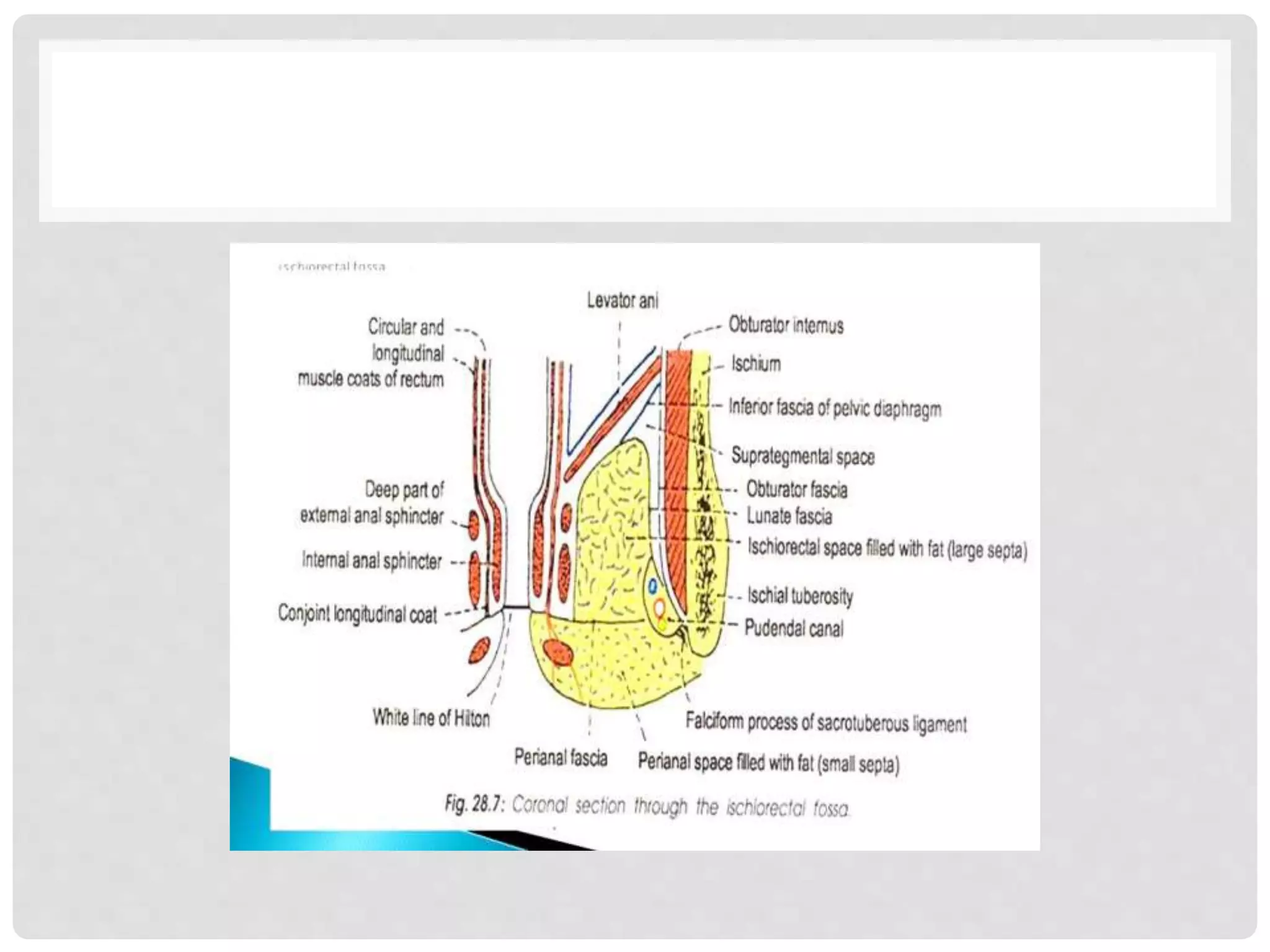Anorectal abscess lecture note | PPTX
