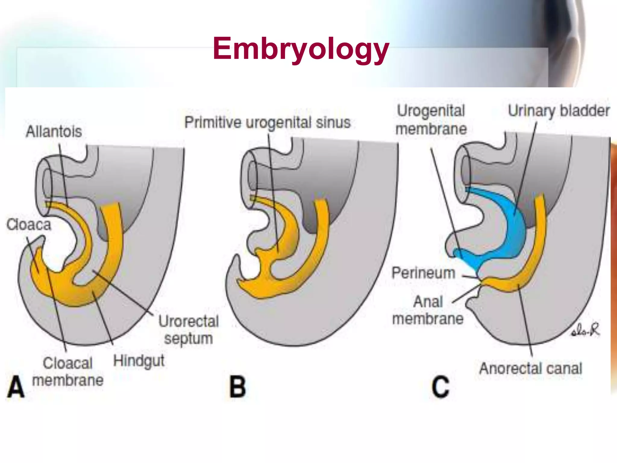 Ano rectal anatomy | PPTX