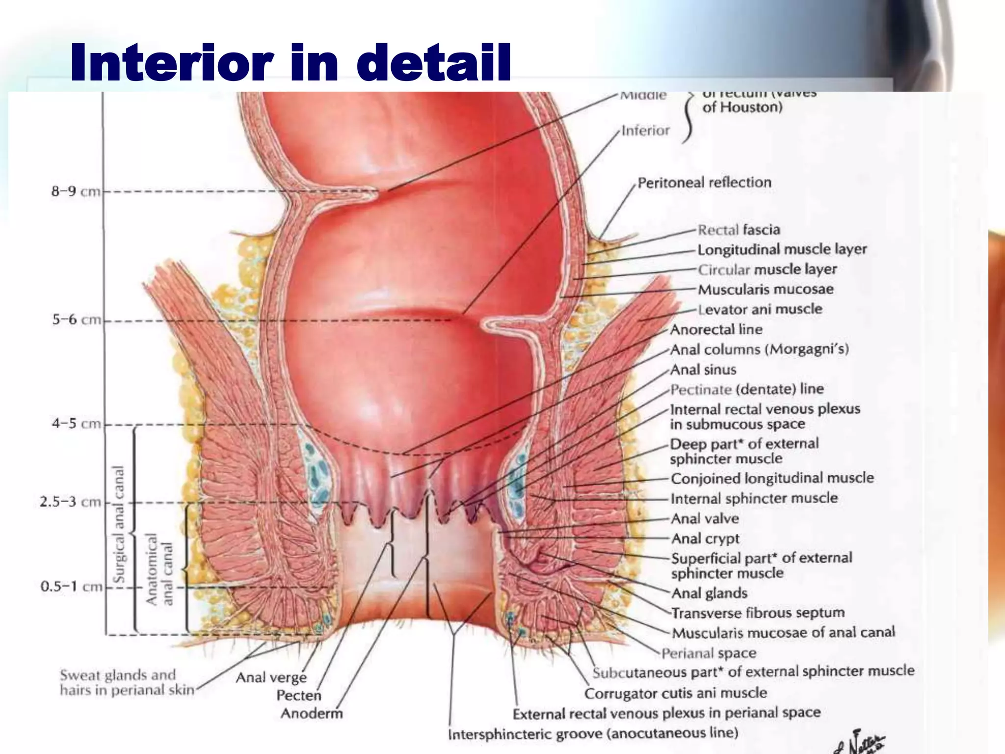 Ano rectal anatomy | PPTX | Obscenity and Profanity | Sensitive Topics