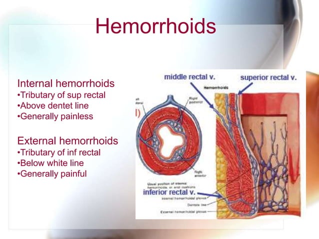Ano rectal anatomy | PPTX | Obscenity and Profanity | Sensitive Topics