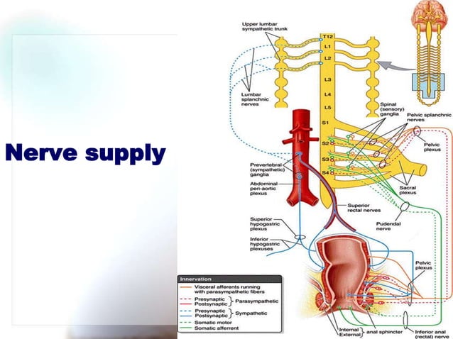 Ano rectal anatomy | PPTX | Obscenity and Profanity | Sensitive Topics