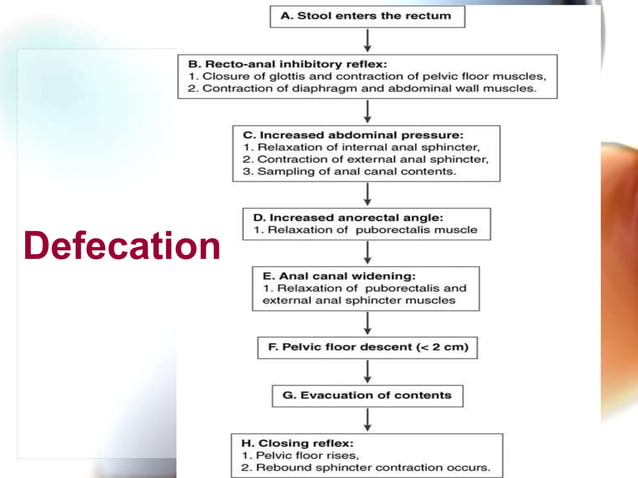 Ano rectal anatomy | PPTX | Obscenity and Profanity | Sensitive Topics