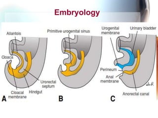 Ano rectal anatomy | PPTX