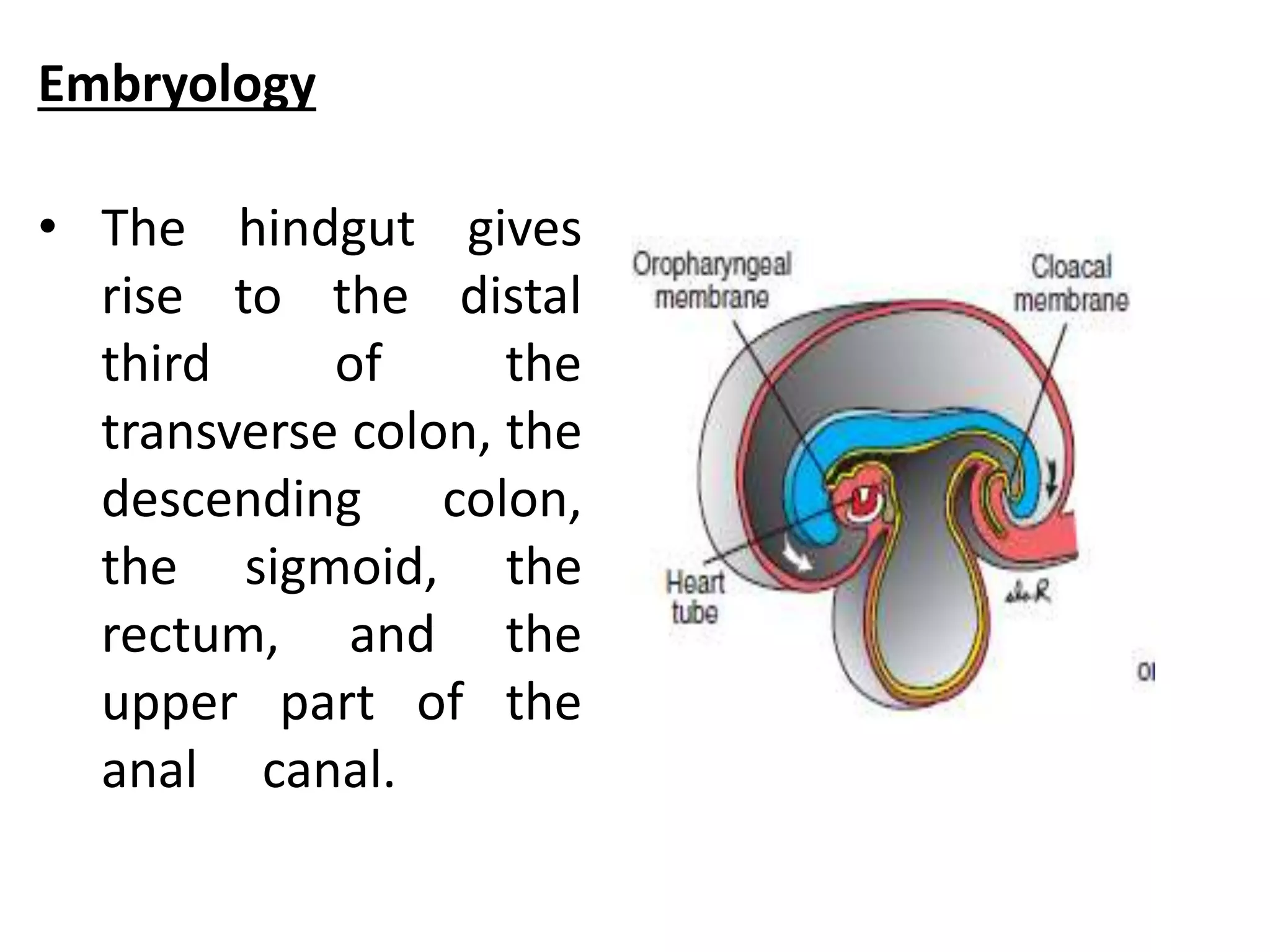 Anorectal malformation seminar | PPTX