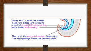 Anorectal malformation (embryology and classification) [Autosaved].pptx