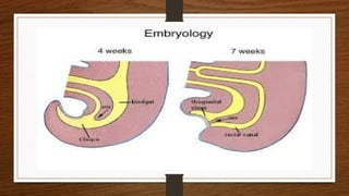 Anorectal malformation (embryology and classification) [Autosaved].pptx