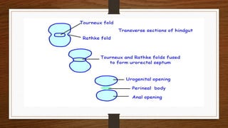 Anorectal malformation (embryology and classification) [Autosaved].pptx