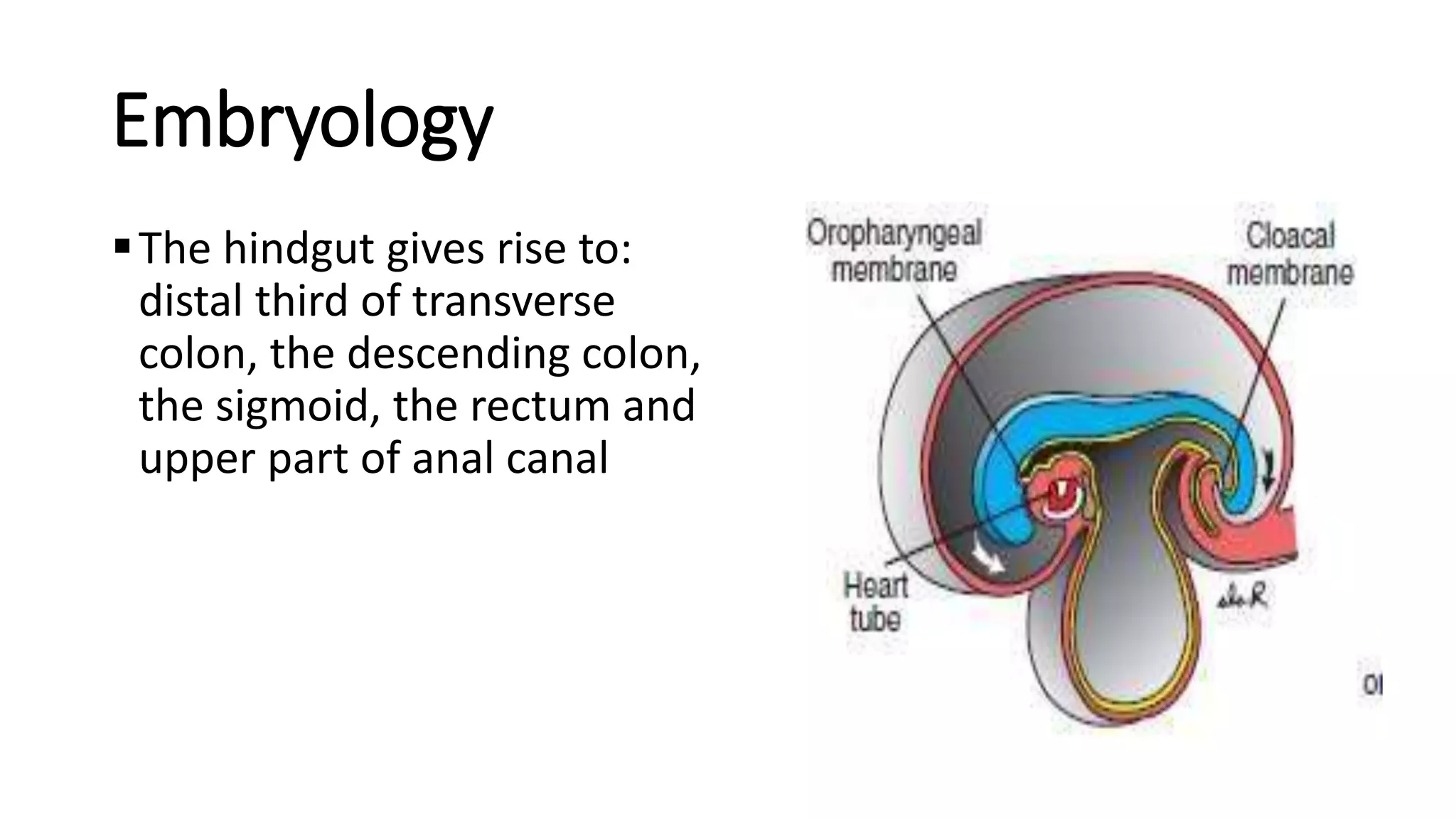 Anorectal malformations.pptx