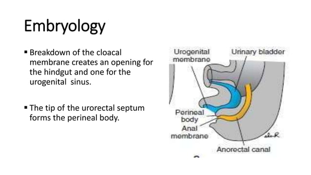 Anorectal malformations.pptx