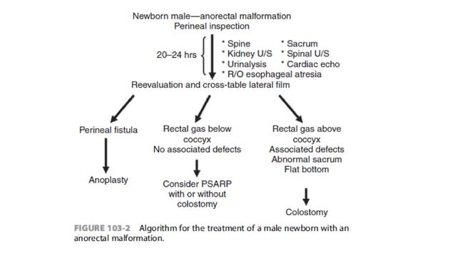 ANORECTAL MALFORMATIONS.pdf PEDIATRIC CONGENITAL MALFORMATIONS | PDF ...