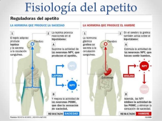 Anorexigenos y orexigenos (2)