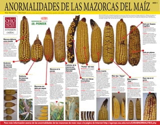 Anormalidades de las mazorcas | PDF