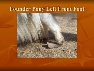 Another Founder Pony | PPT