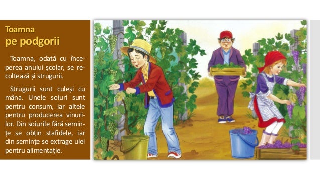 Anotimpuri pe ogoare_si_podgorii