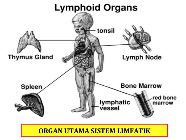 Sistem limfatik & imuniti