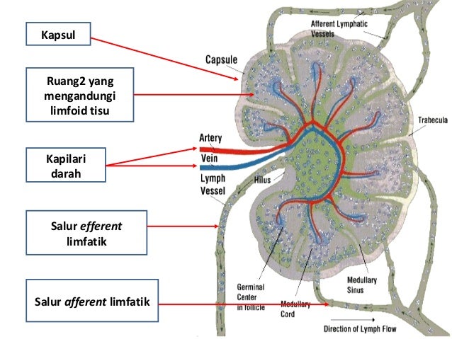 Sistem limfatik & imuniti