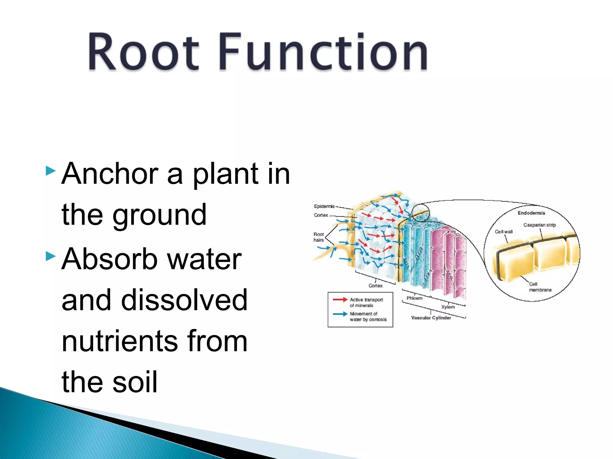 Anotomy of root and stem | PPT