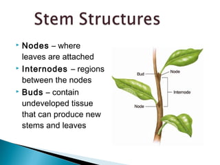 Anotomy of root and stem | PPT