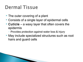 Anotomy of root and stem | PPT