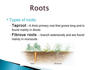 Anotomy of root and stem | PPT