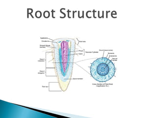 Anotomy of root and stem | PPT