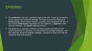 Skin Anatomy: A Detailed Guide to Layers, Structure, and Functions" | PPTX