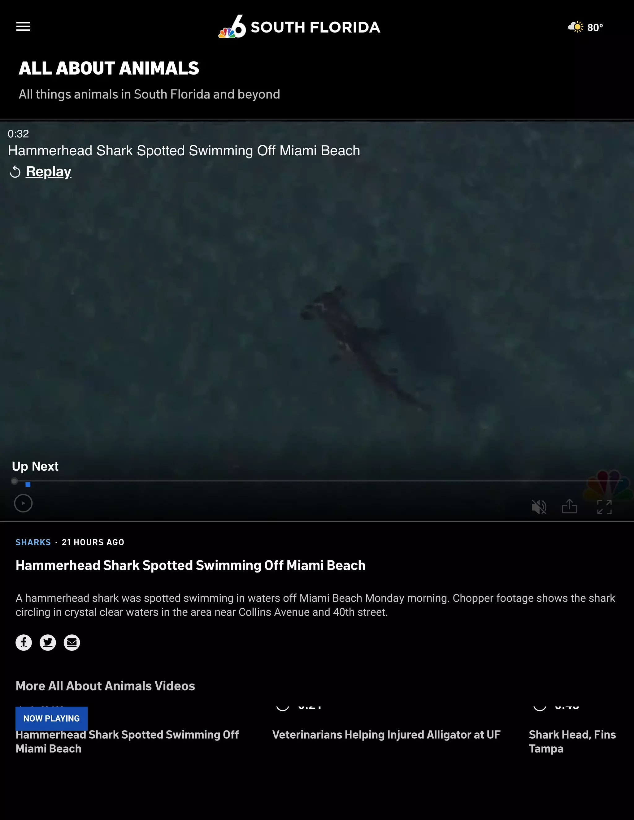 Hammerhead Shark Spotted Swimming Off Miami Beach | PDF