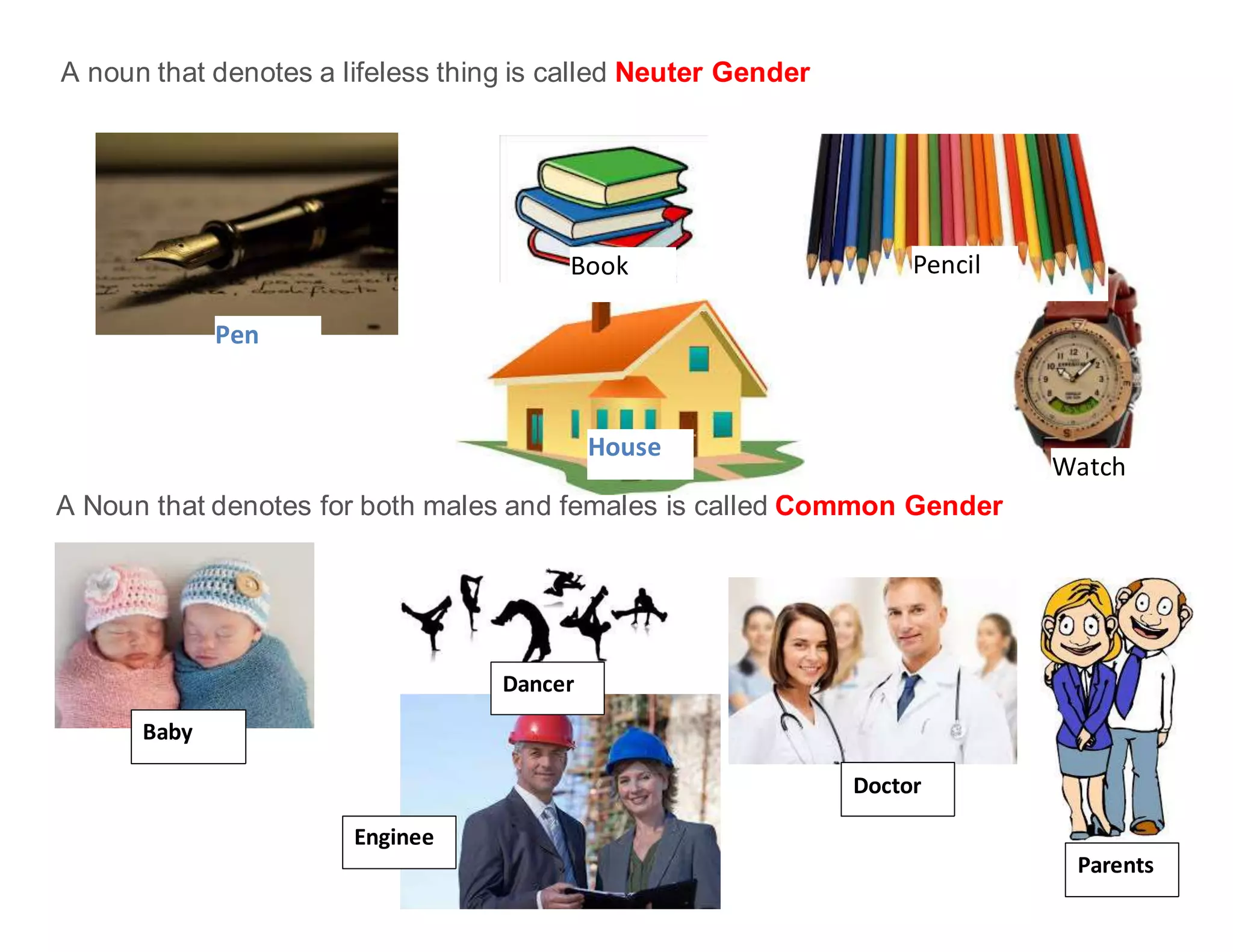 What is a Gender and some examples | DOCX